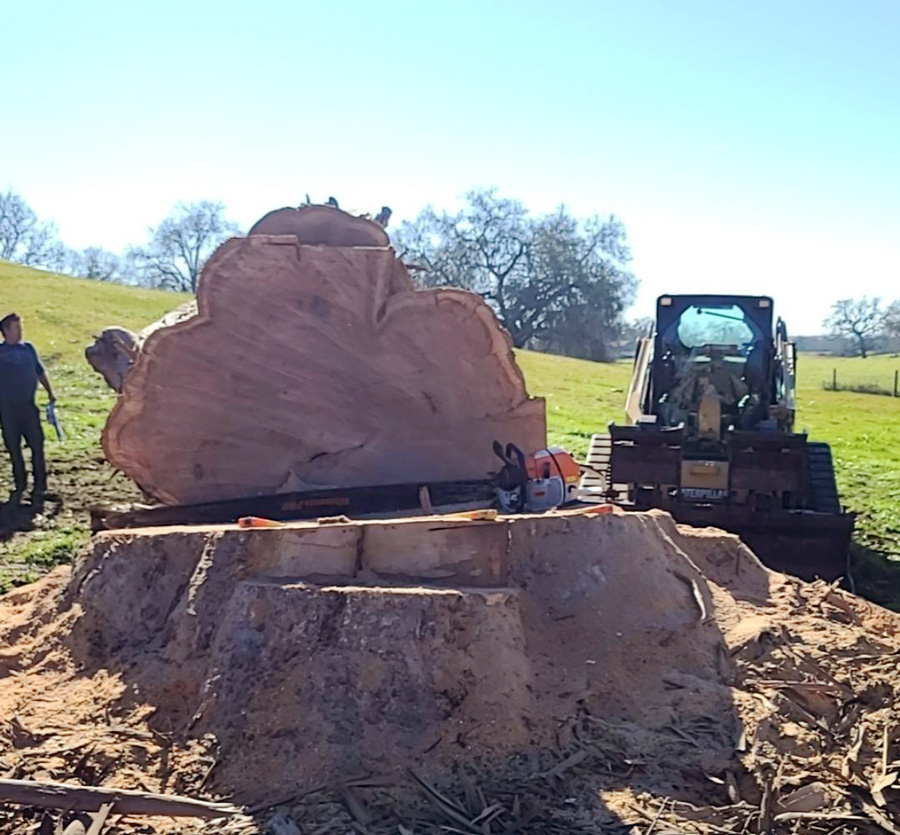Stump Grinding Sonoma County - Hodgin & Sons Tree Care